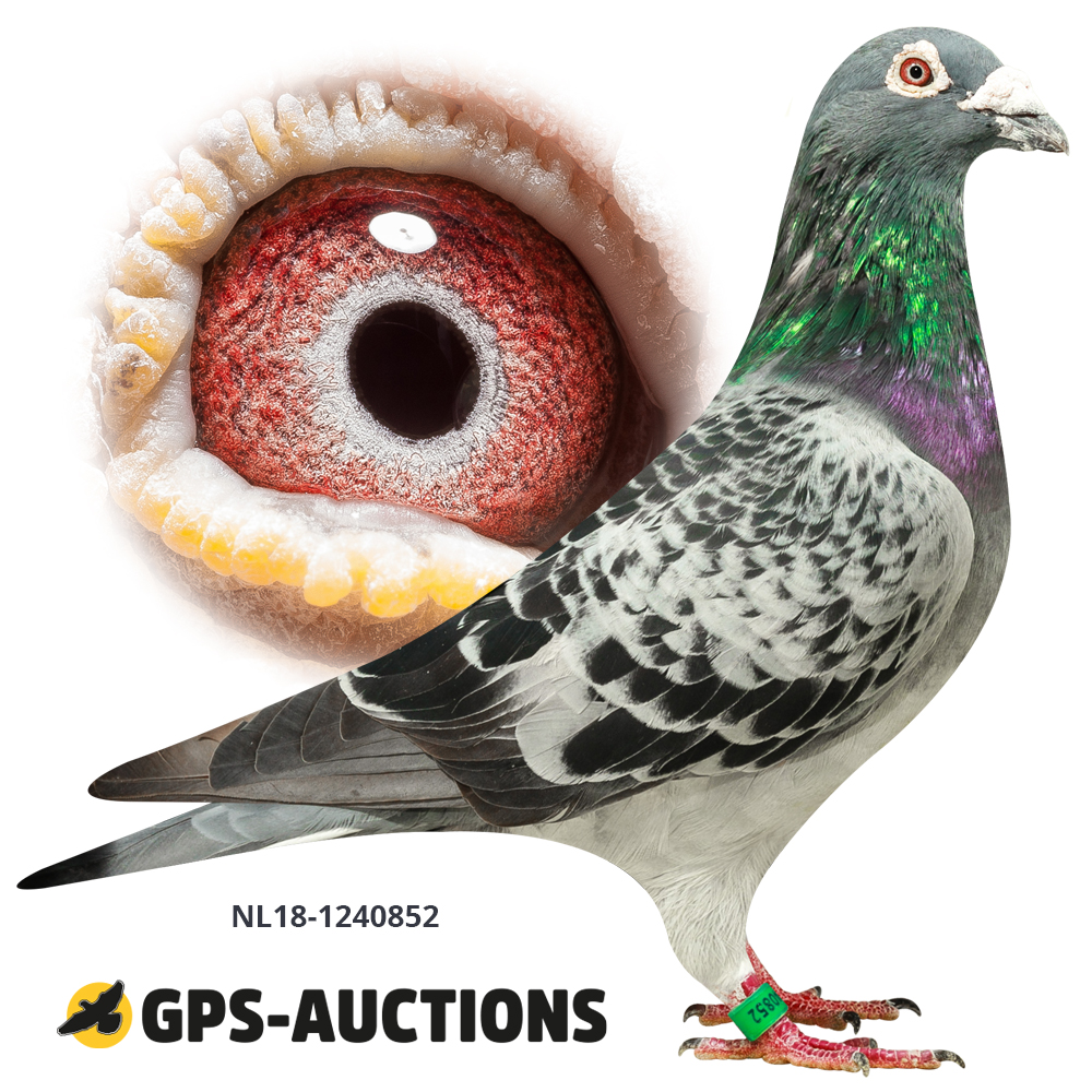 The Special Dutch Pigeons - GPS-Auctions