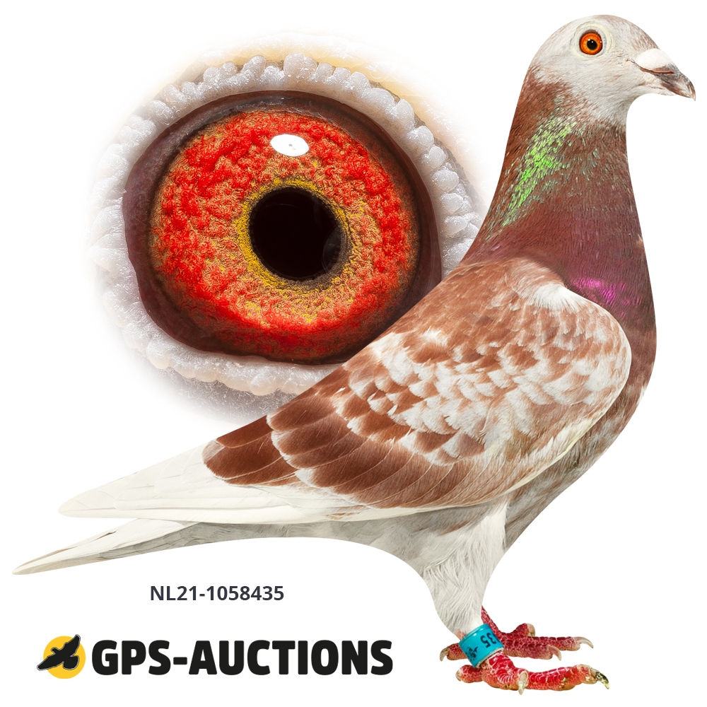 Comb. G. & H. Calis - GPS-Auctions