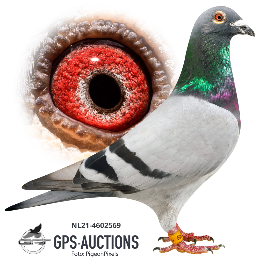 Total Auction Evert Diepeveen Part 6 - GPS-Auctions