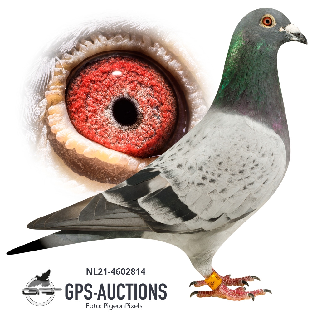 Total Auction Evert Diepeveen Part 4 - GPS-Auctions