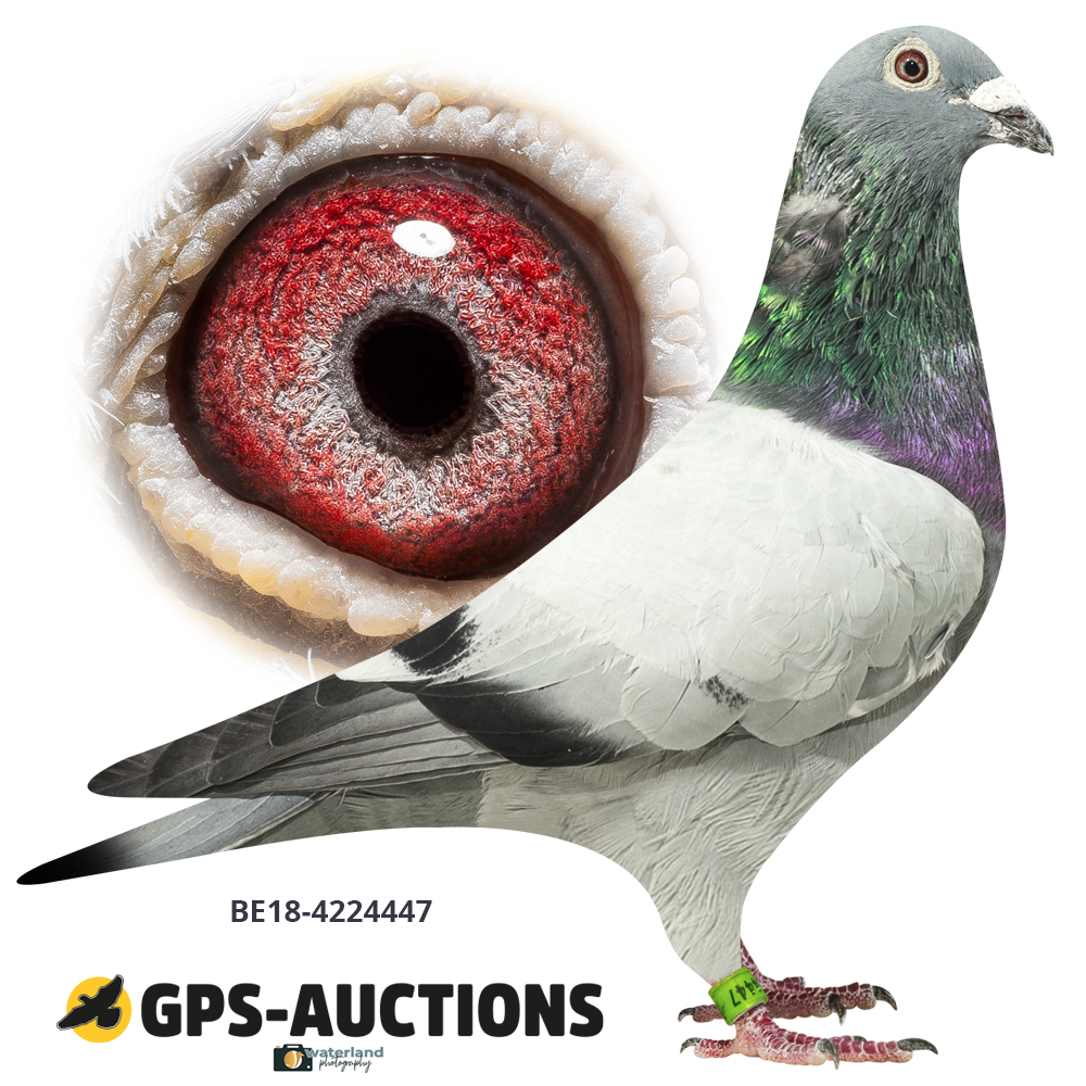 Leo Heremans Special - GPS-Auctions