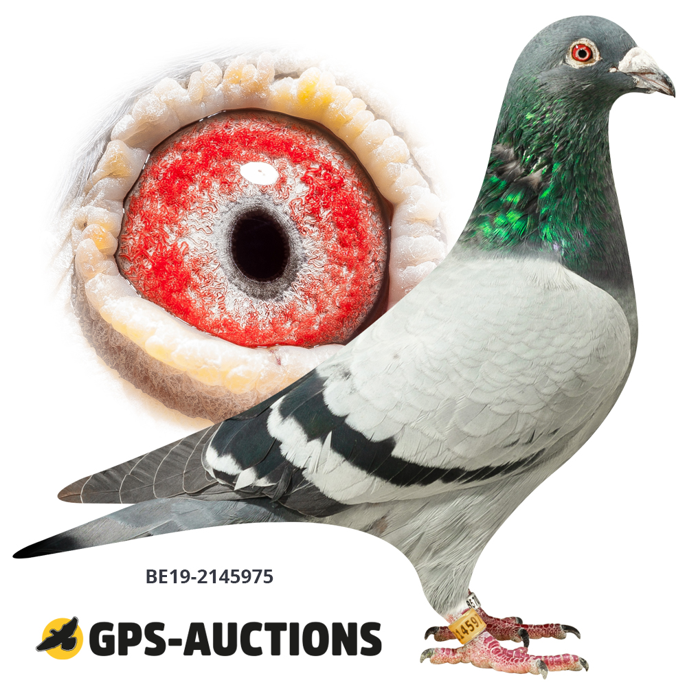 FBI Racing & Breeding - GPS-Auctions
