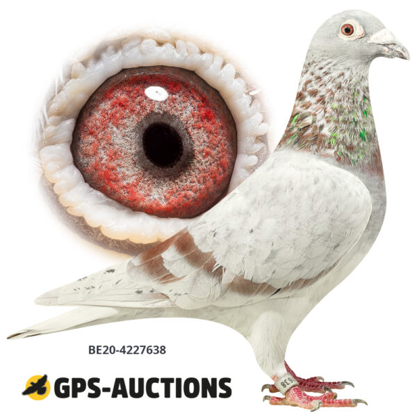 Flanders Collection - GPS-Auctions