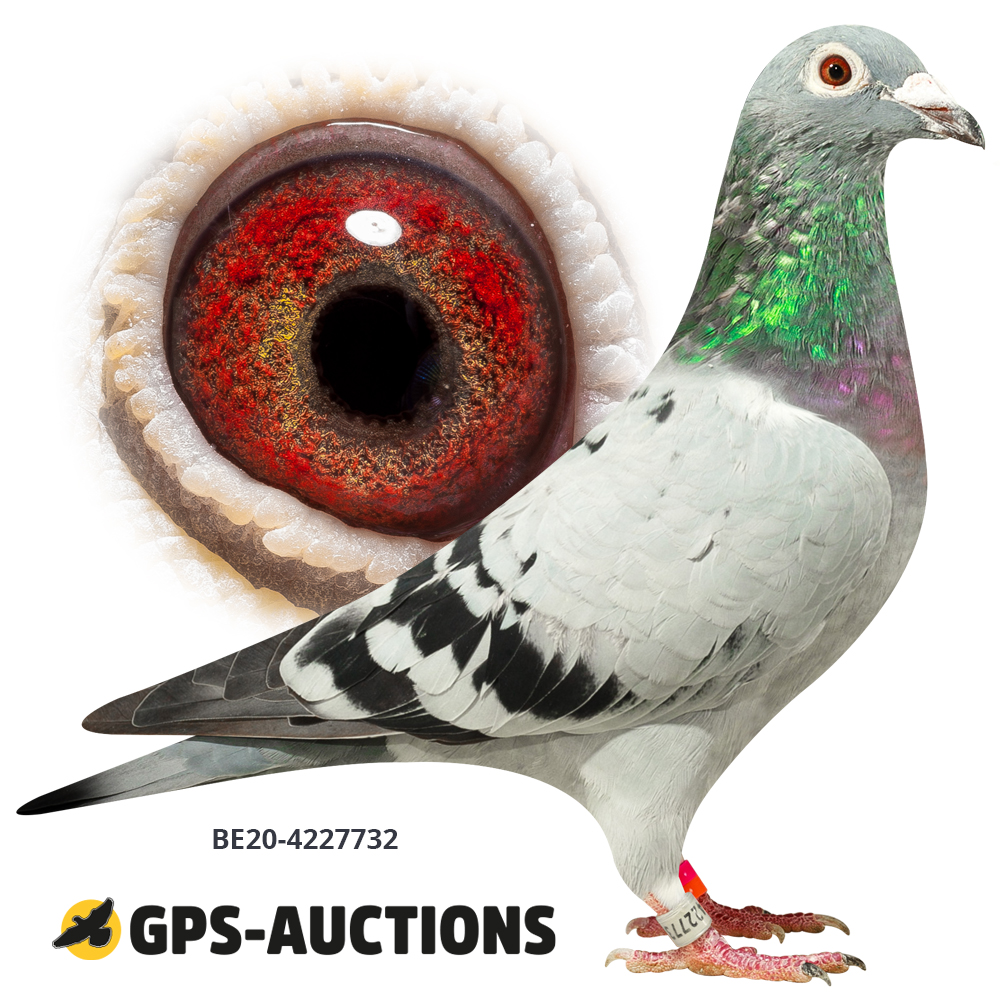 Flanders Collection - GPS-Auctions
