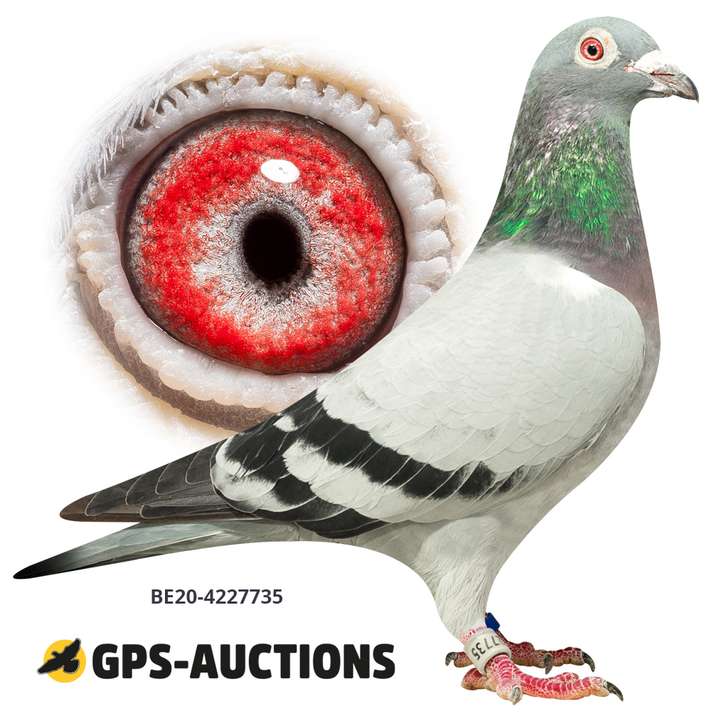 Flanders Collection - GPS-Auctions