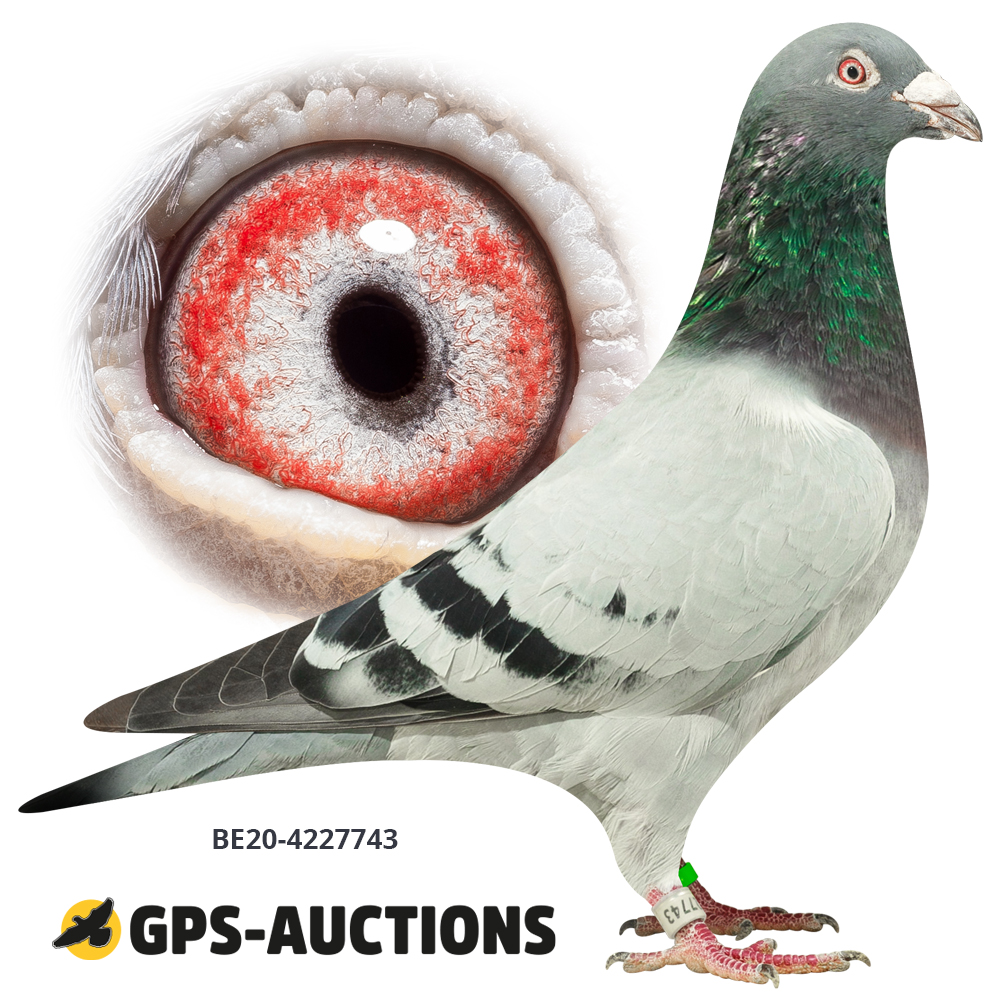 Flanders Collection - GPS-Auctions