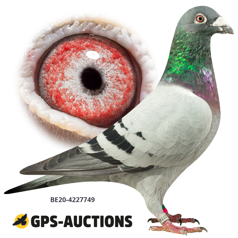 Flanders Collection - GPS-Auctions