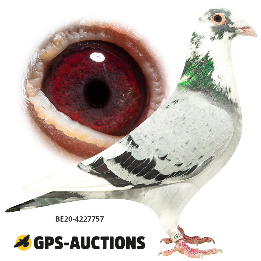 Flanders Collection - GPS-Auctions