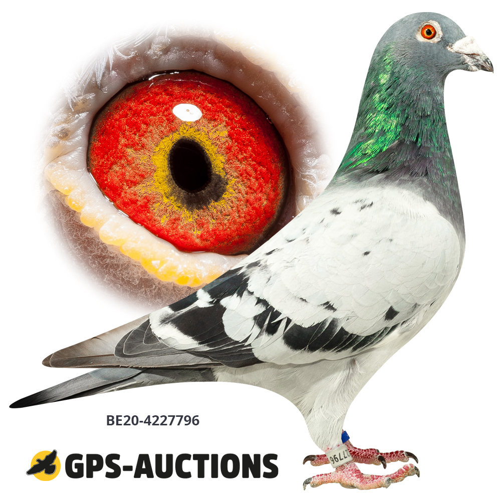 Flanders Collection - GPS-Auctions