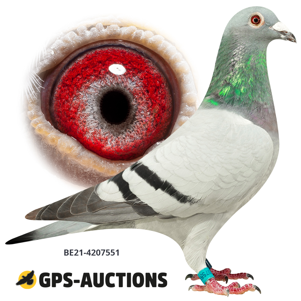 FBI Racing & Breeding - GPS-Auctions