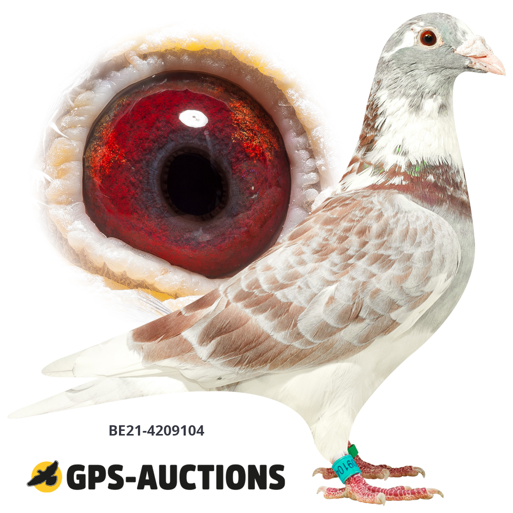 Flanders Collection - GPS-Auctions