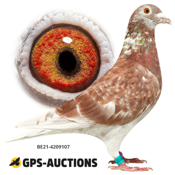 Flanders Collection - GPS-Auctions