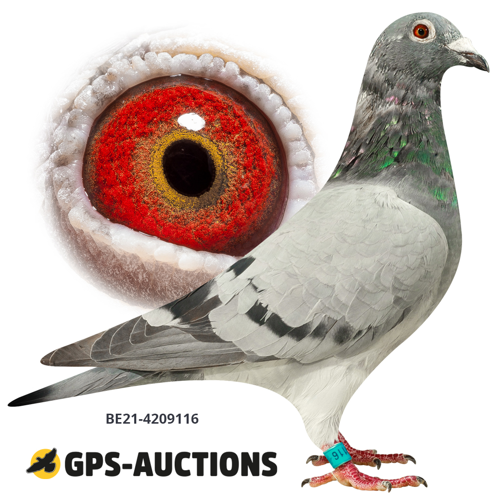 Flanders Collection - GPS-Auctions