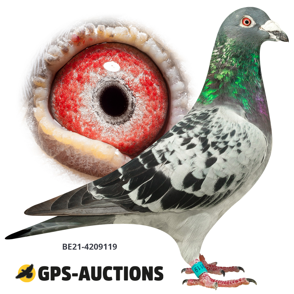 Flanders Collection - GPS-Auctions