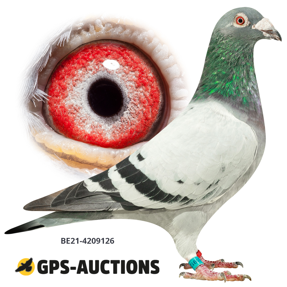 Flanders Collection - GPS-Auctions