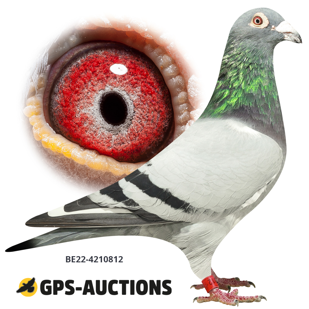 FBI Racing & Breeding - GPS-Auctions