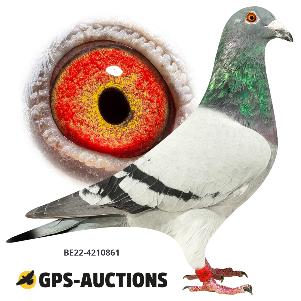 FBI Racing & Breeding - GPS-Auctions