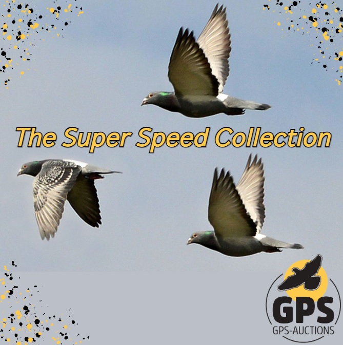 The Super Speed Collection - GPS-Auctions