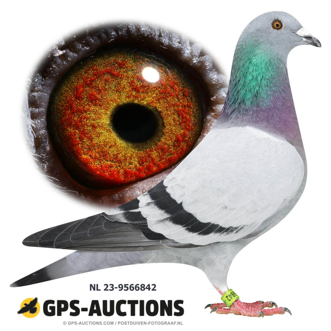 Beute & Hansen Pigeons - GPS-Auctions