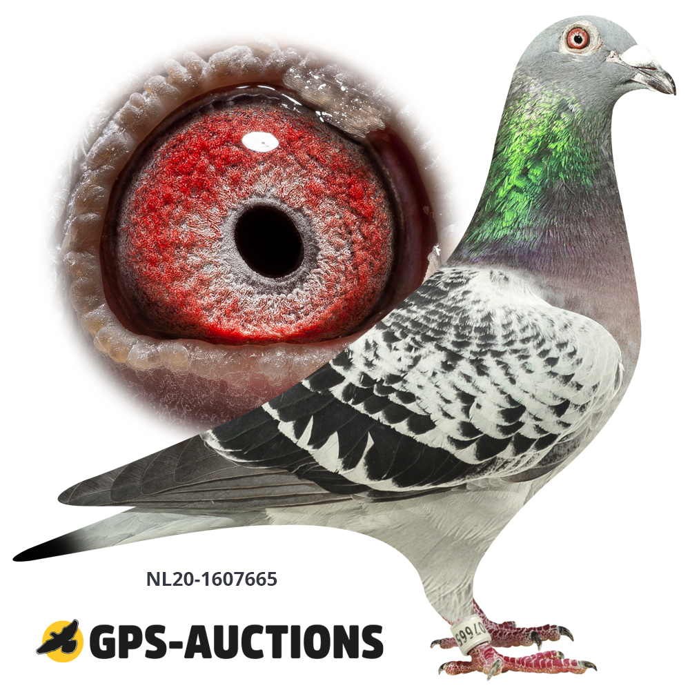 Bernard van Oerle - GPS-Auctions