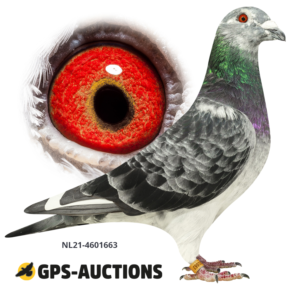 The Gert Rotman Collection - GPS-Auctions