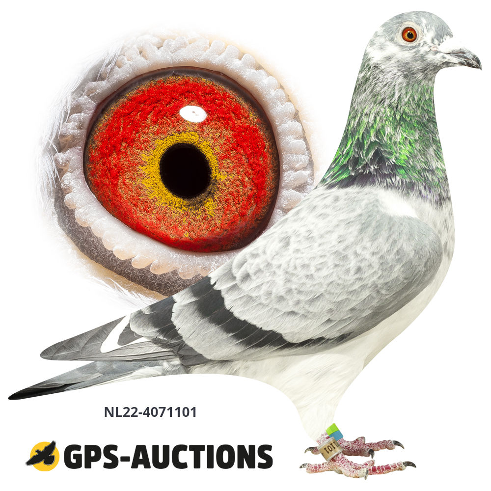 The Gert Rotman Collection - GPS-Auctions