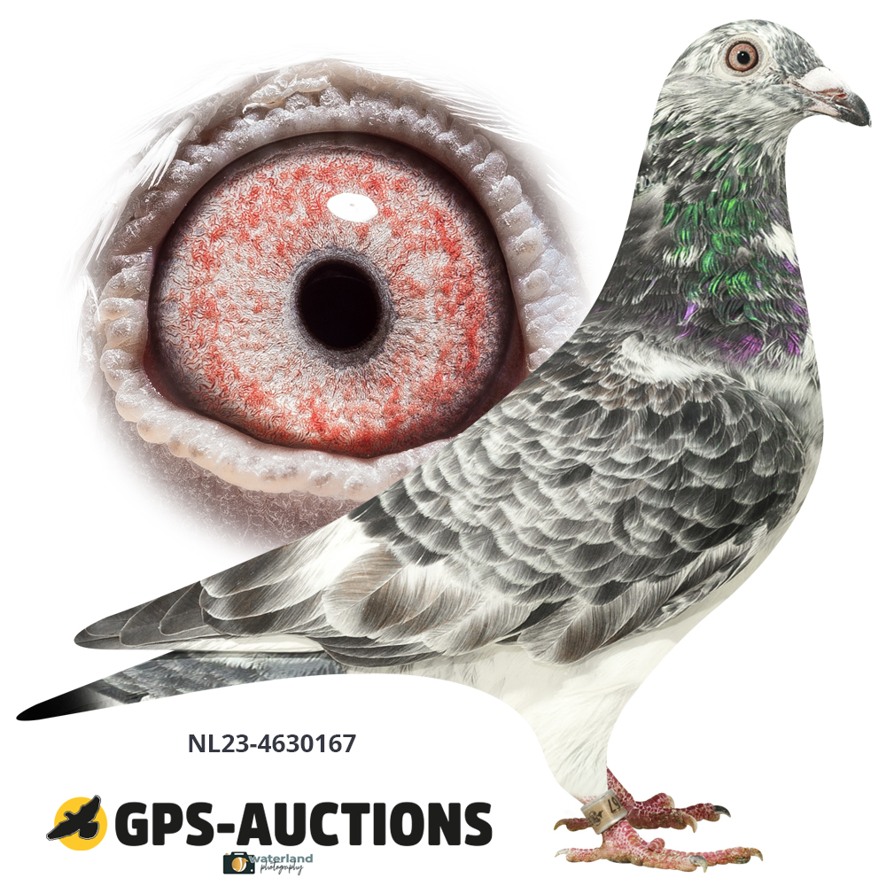Belgium Speed Pigeons Part 3 - GPS-Auctions