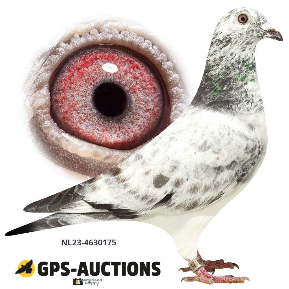 Belgium Speed Pigeons Part 3 - GPS-Auctions