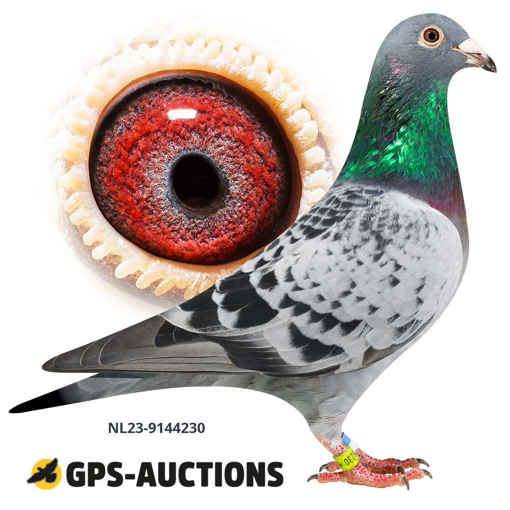 Combination Ebben - GPS-Auctions