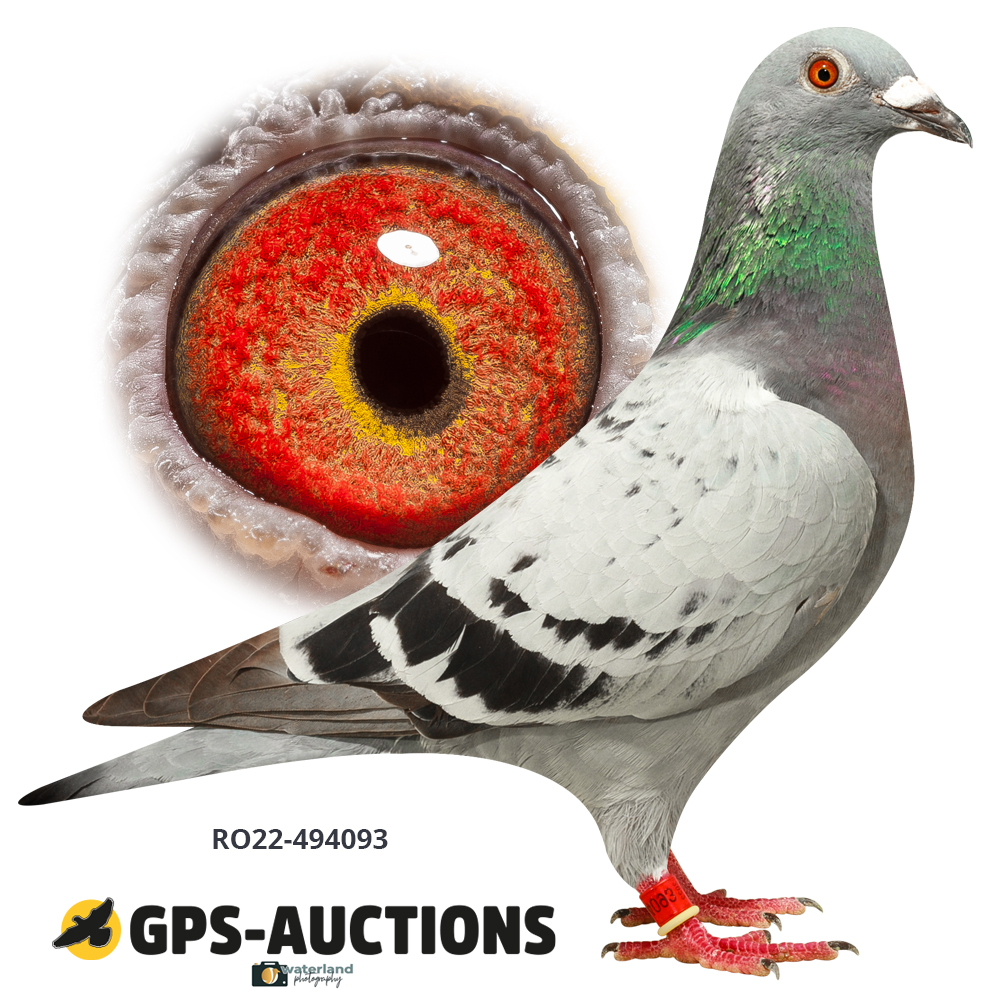 3 Super Racers - GPS-Auctions