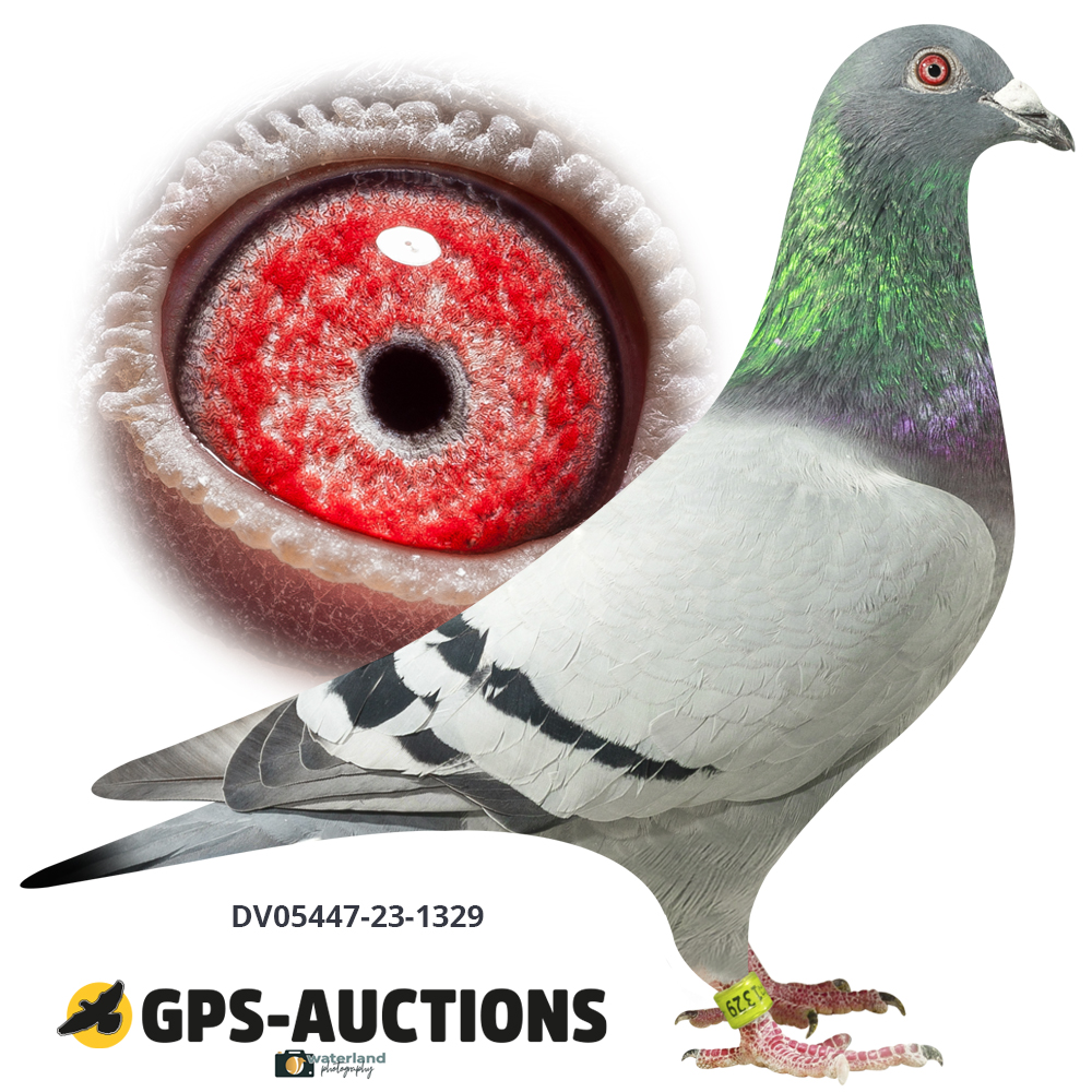 Nadir Çobanoglu Part 2 - GPS-Auctions