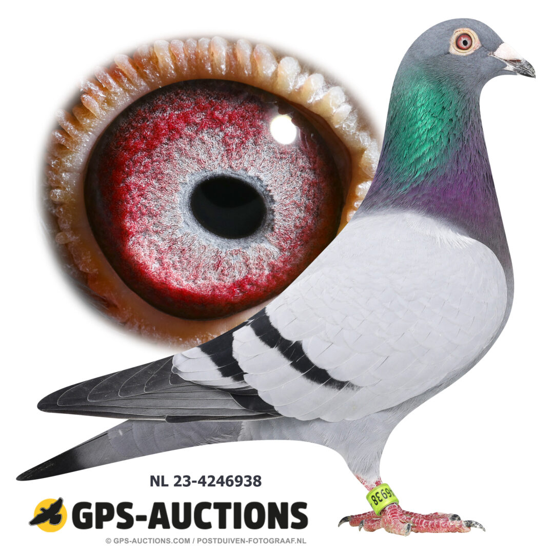 Comb. R. & S. Fokkinga - GPS-Auctions