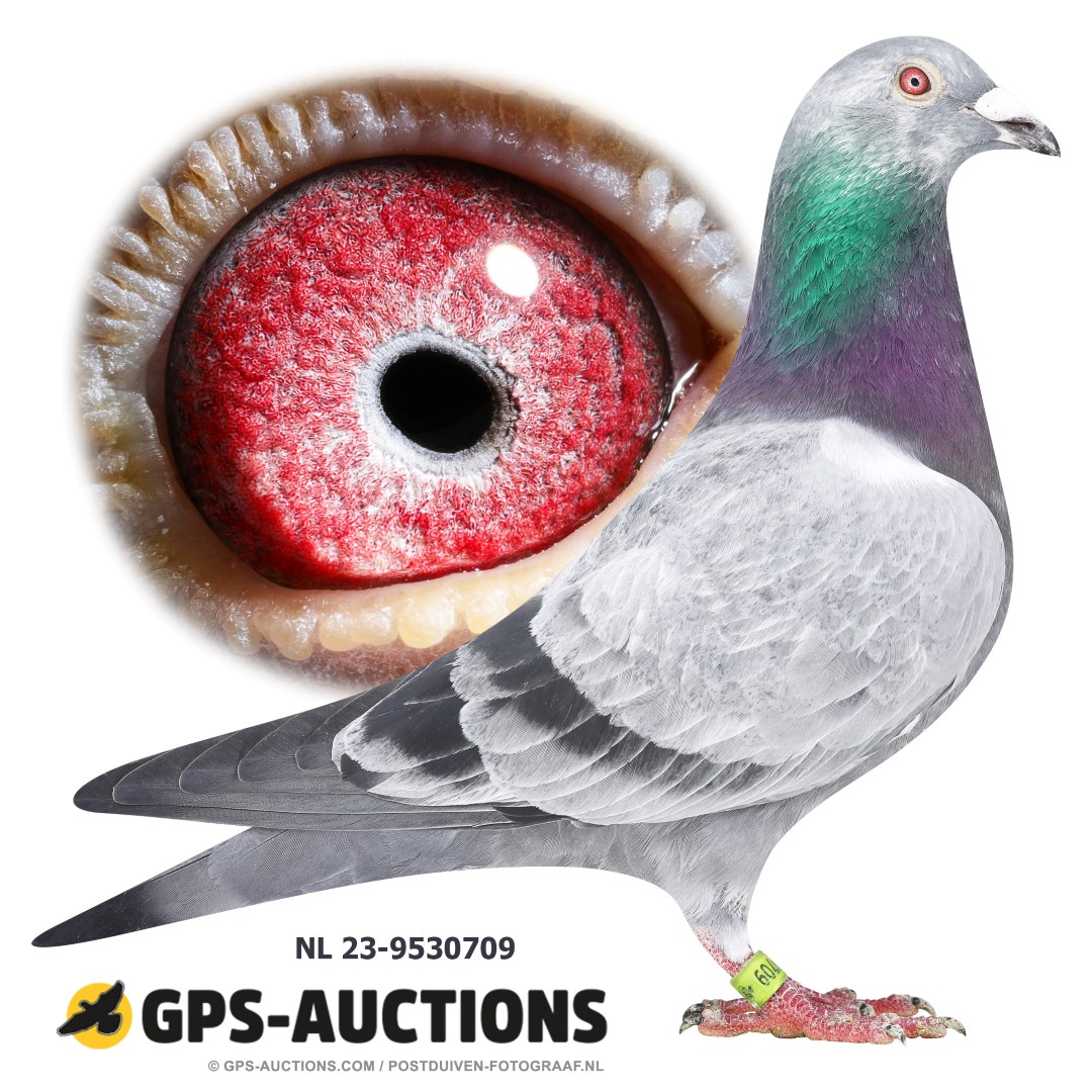 Ype Hemstra (Gebr. Leideman) Special - GPS-Auctions