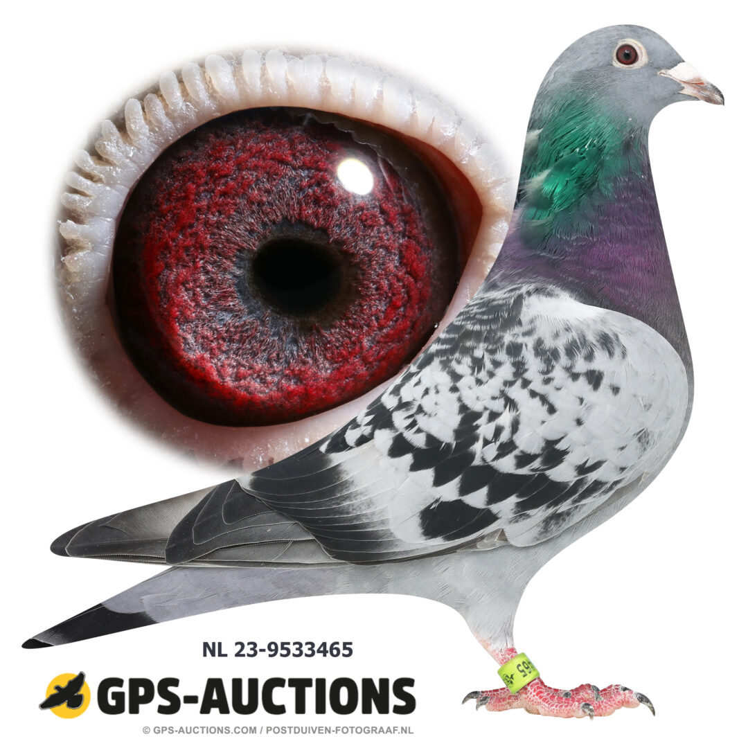 Comb. R. & S. Fokkinga - GPS-Auctions