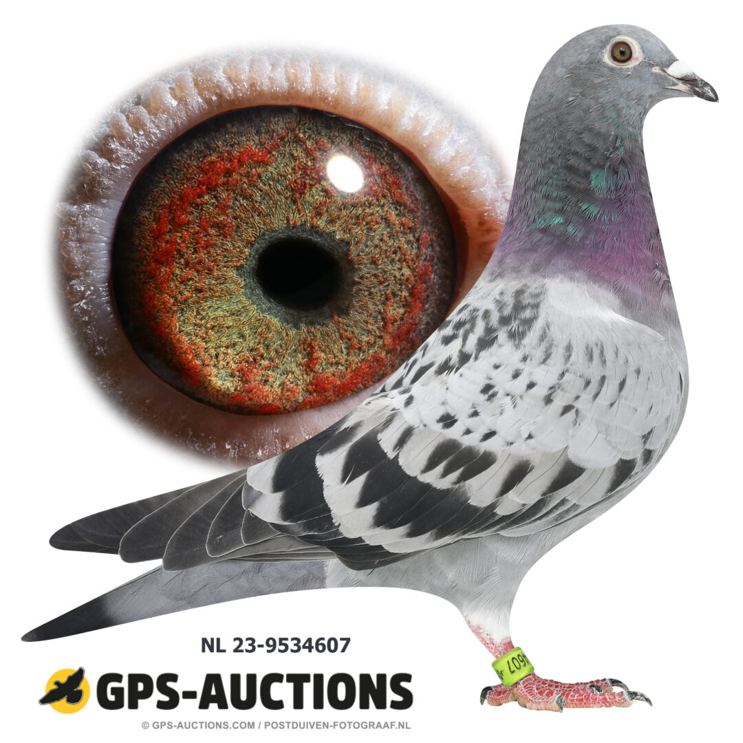 Comb. R. & S. Fokkinga - GPS-Auctions