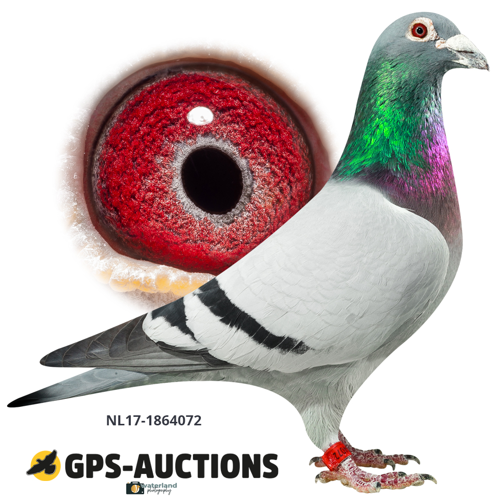 Super Dutch Collection - GPS-Auctions