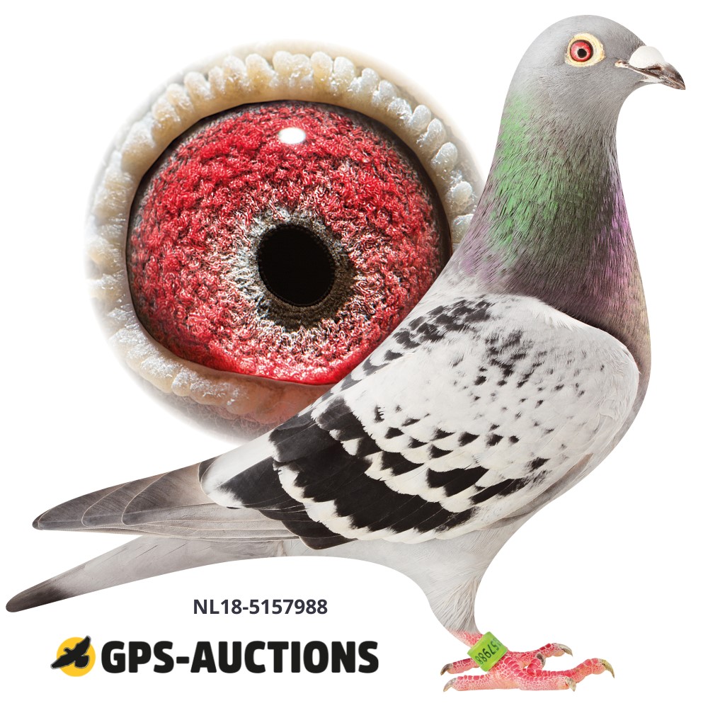 Total Auction Comb. Lokhorst - Sunday - Part 2 - GPS-Auctions