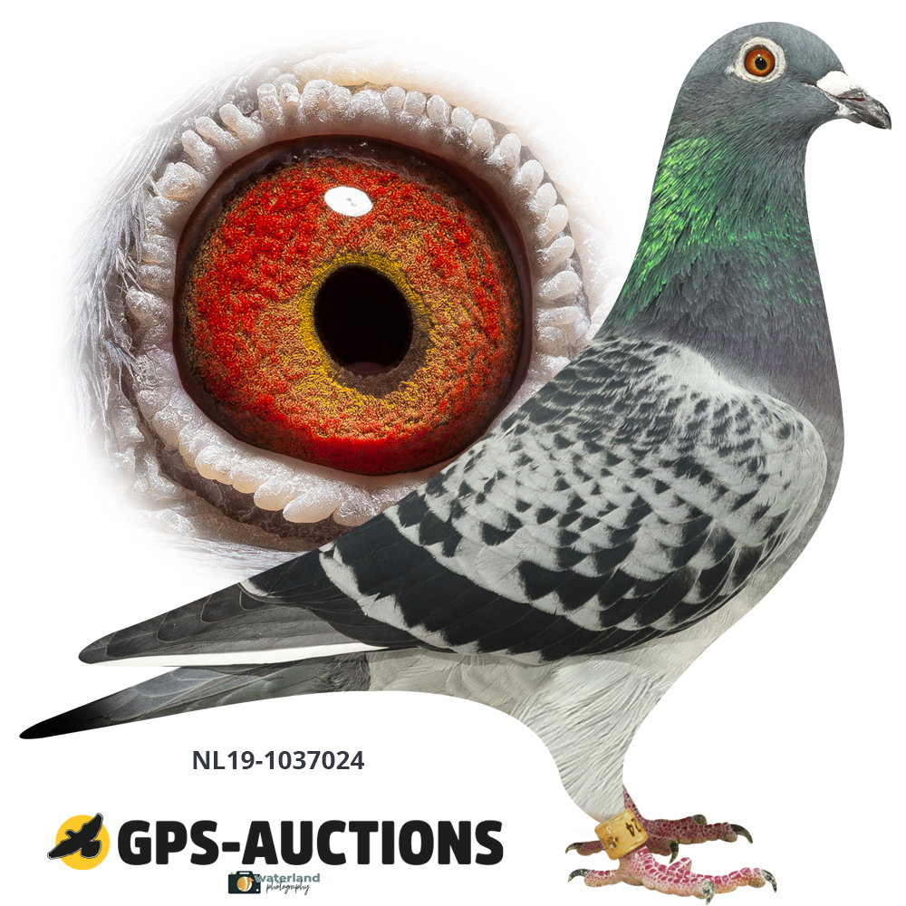 The Golden Collection - GPS-Auctions