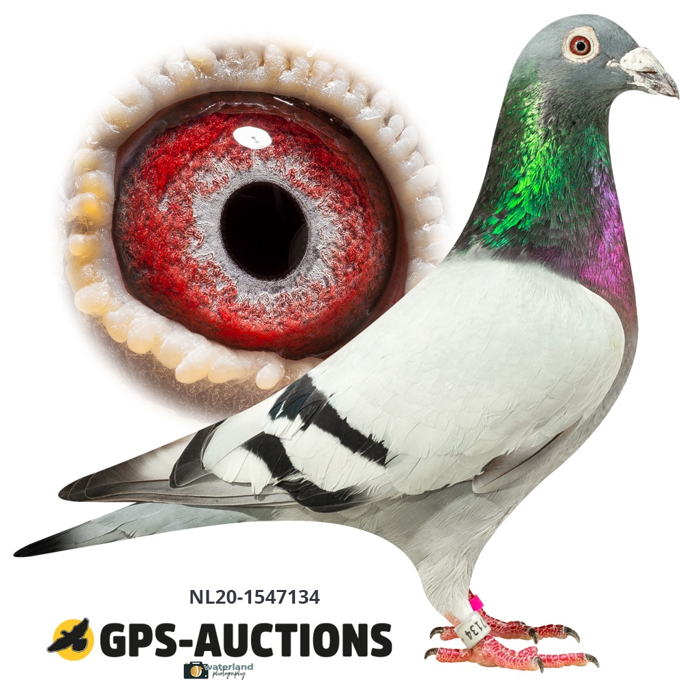 The "Dali" Auction - GPS-Auctions