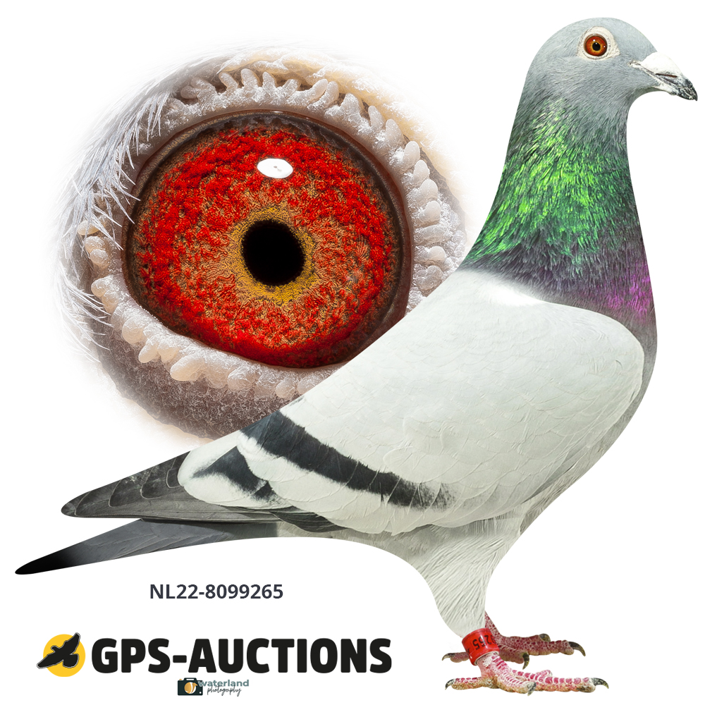 Holland's Best Pigeons - GPS-Auctions