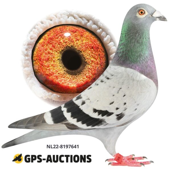 Total Auction Comb. Lokhorst - Sunday - Part 1 - GPS-Auctions