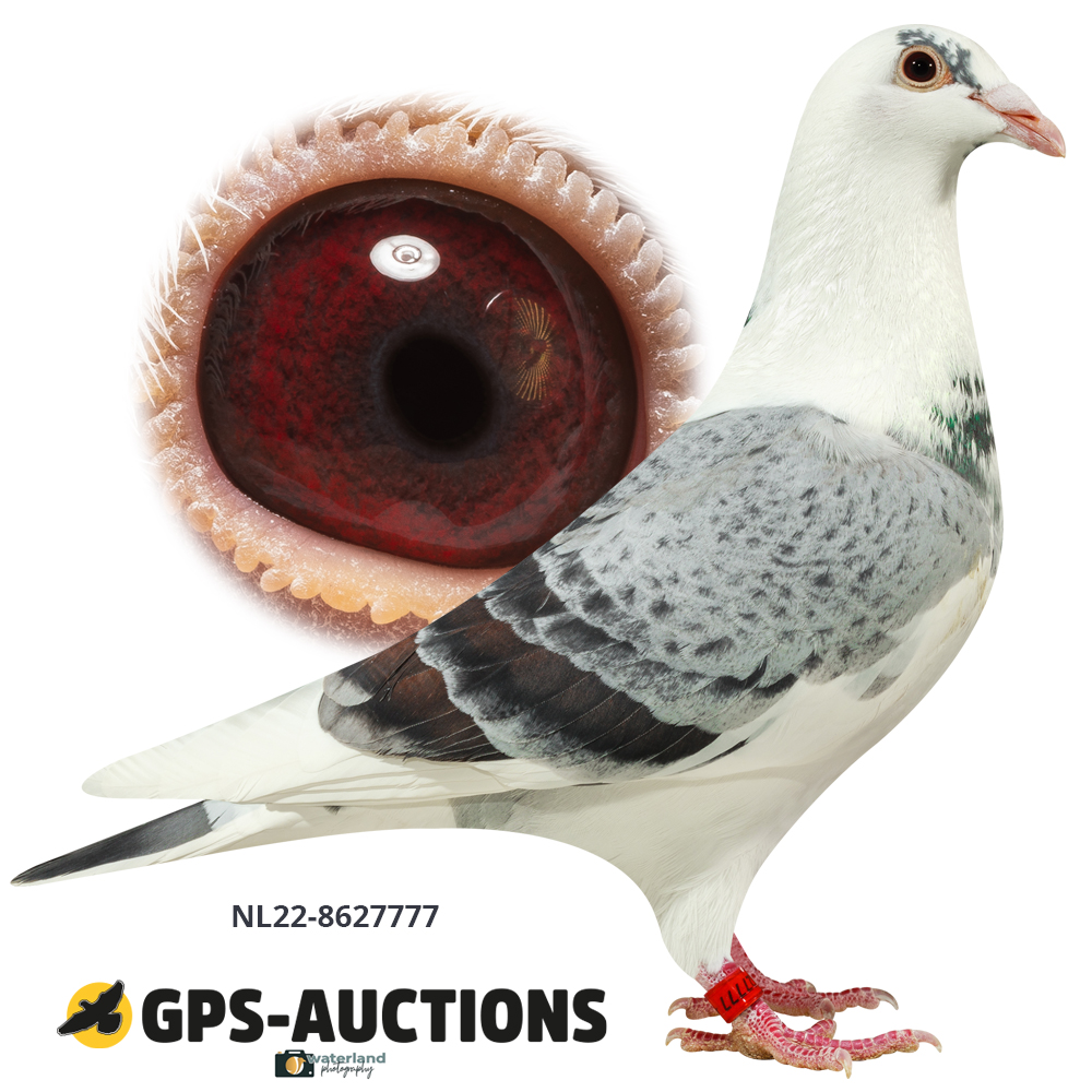 Lucie van Es Pigeons Partie 4 - GPS-Auctions