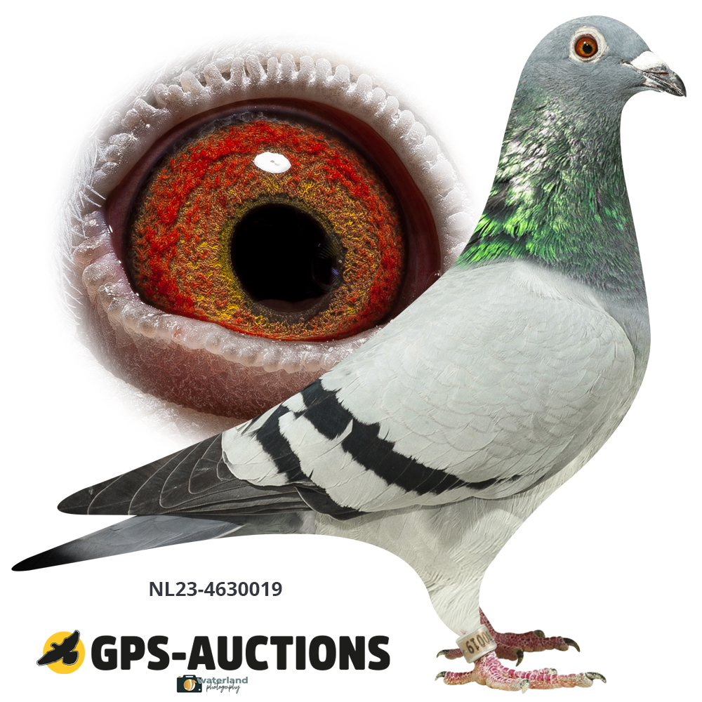 Belgium Speed Pigeons Part 1 - GPS-Auctions