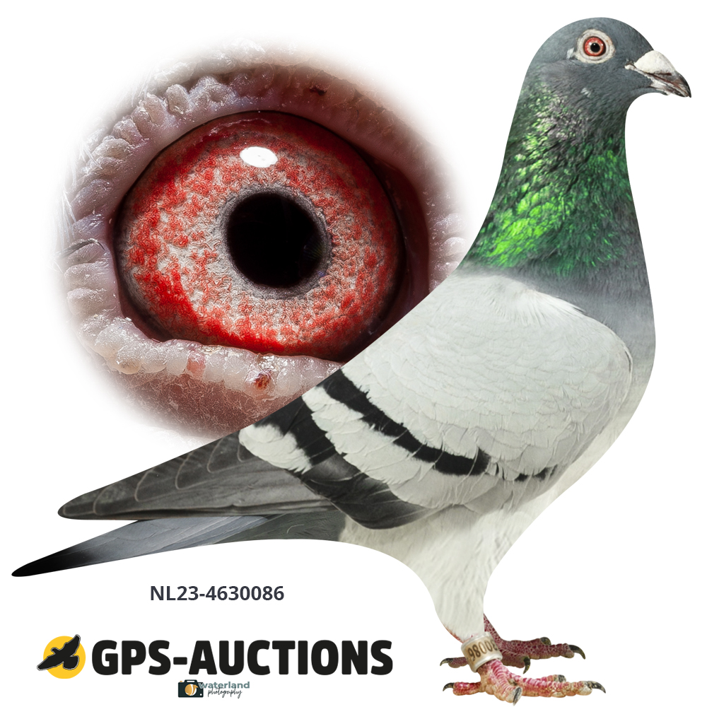 Belgium Speed Pigeons Part 1 - GPS-Auctions