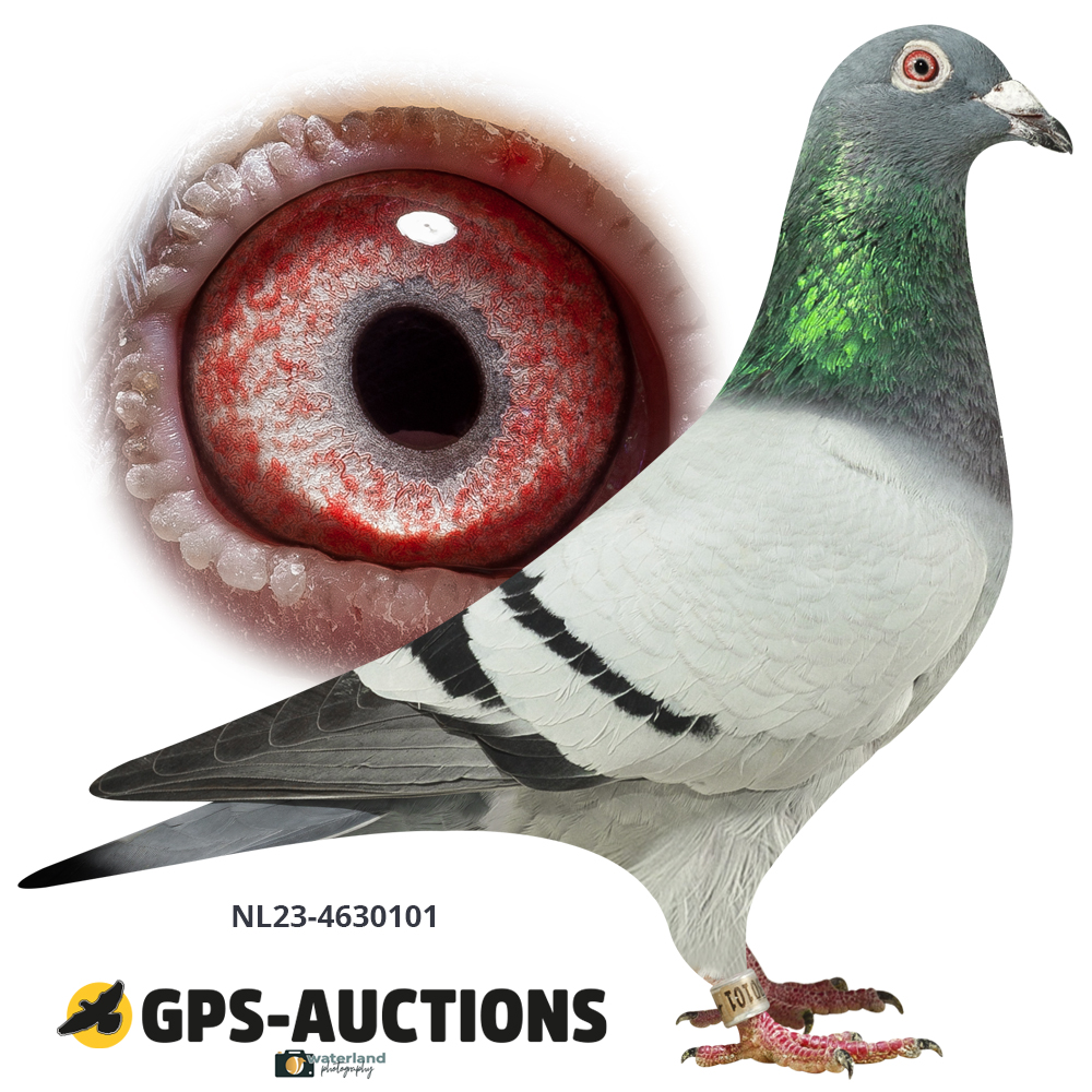 Belgium Speed Pigeons Part 1 - GPS-Auctions