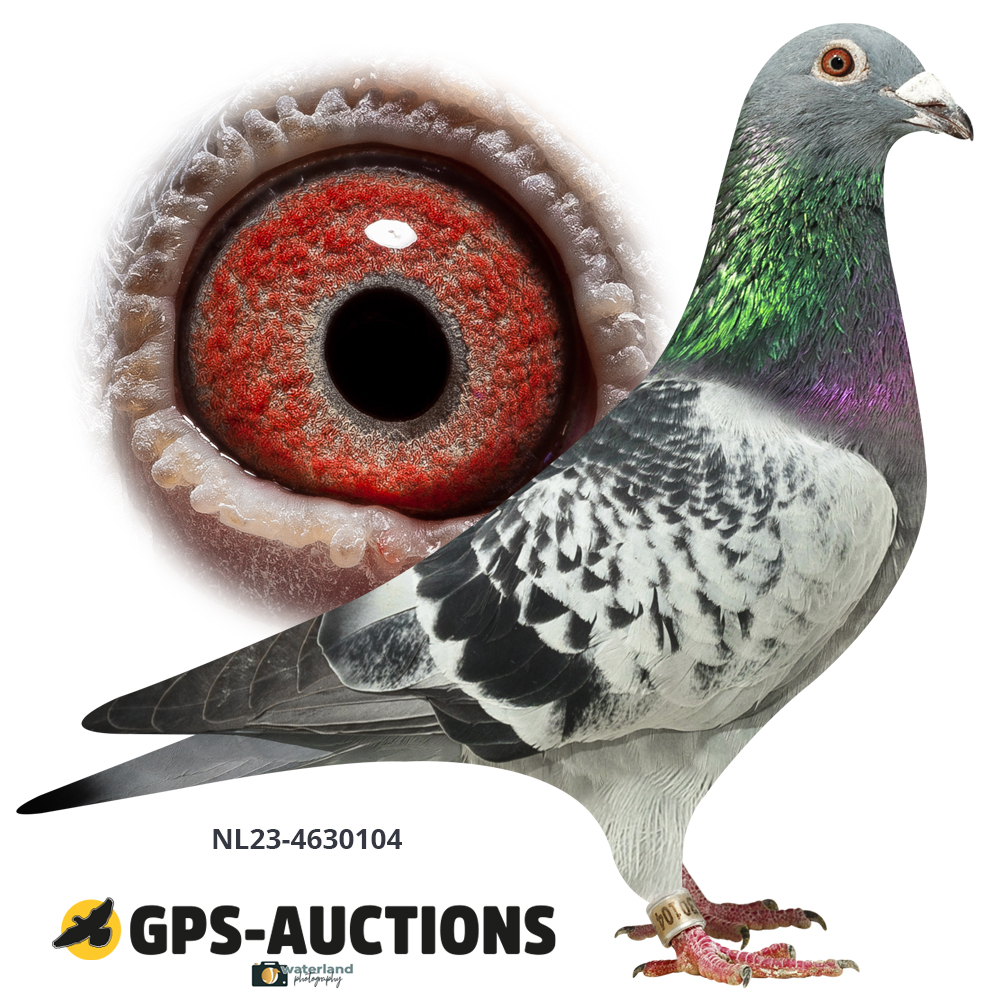 Belgium Speed Pigeons Part 1 - GPS-Auctions