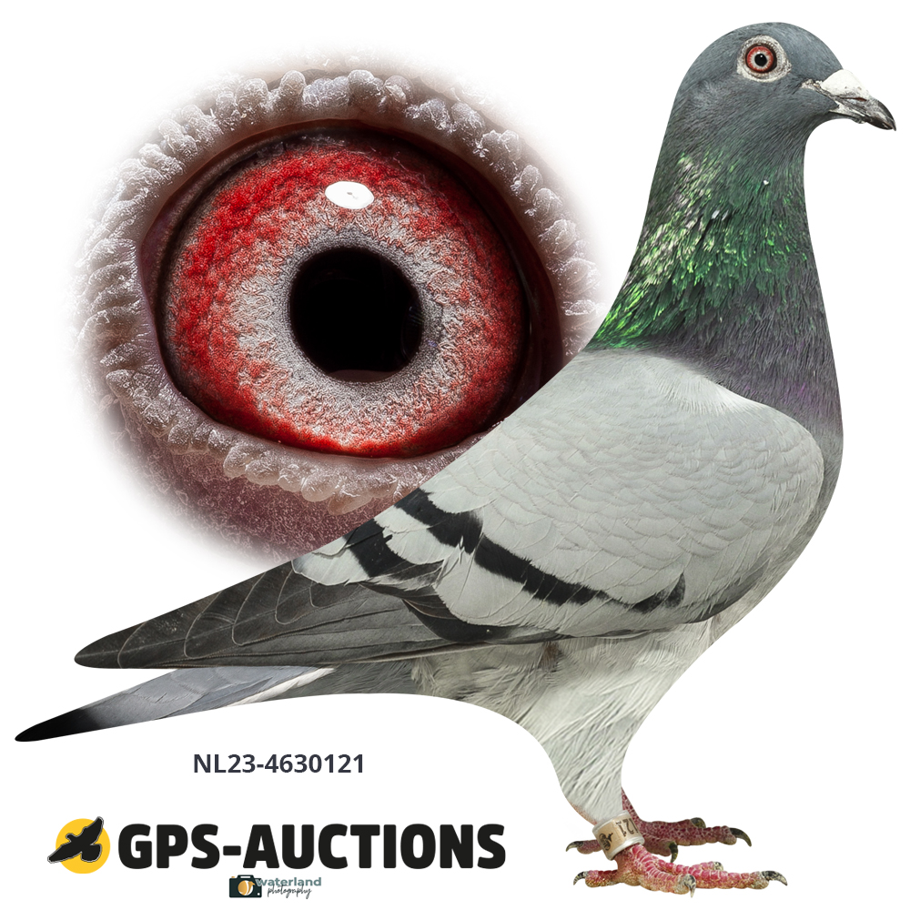 Belgium Speed Pigeons Part 1 - GPS-Auctions