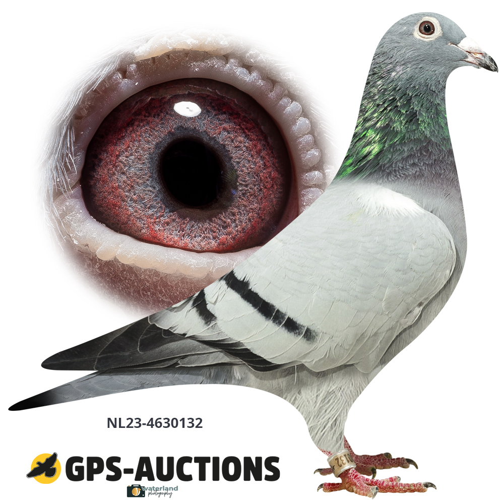 Belgium Speed Pigeons Part 1 - GPS-Auctions