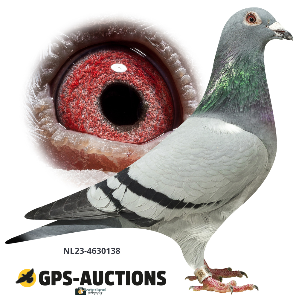 Belgium Speed Pigeons Part 2 - GPS-Auctions