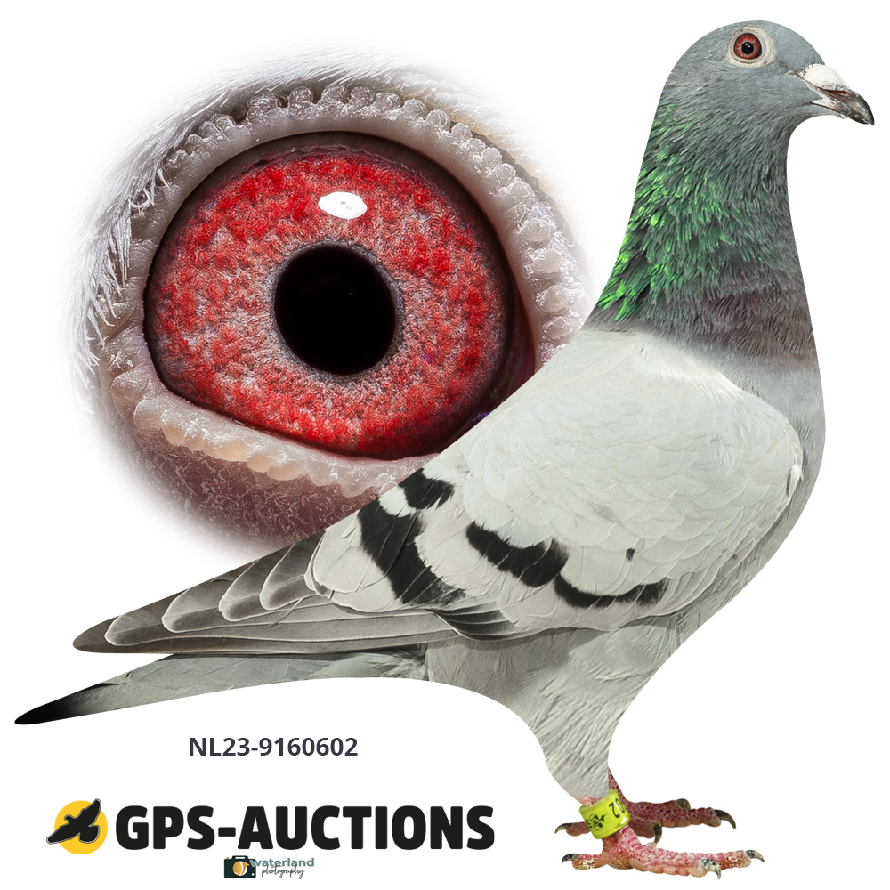 Belgium Speed Pigeons Part 1 - GPS-Auctions
